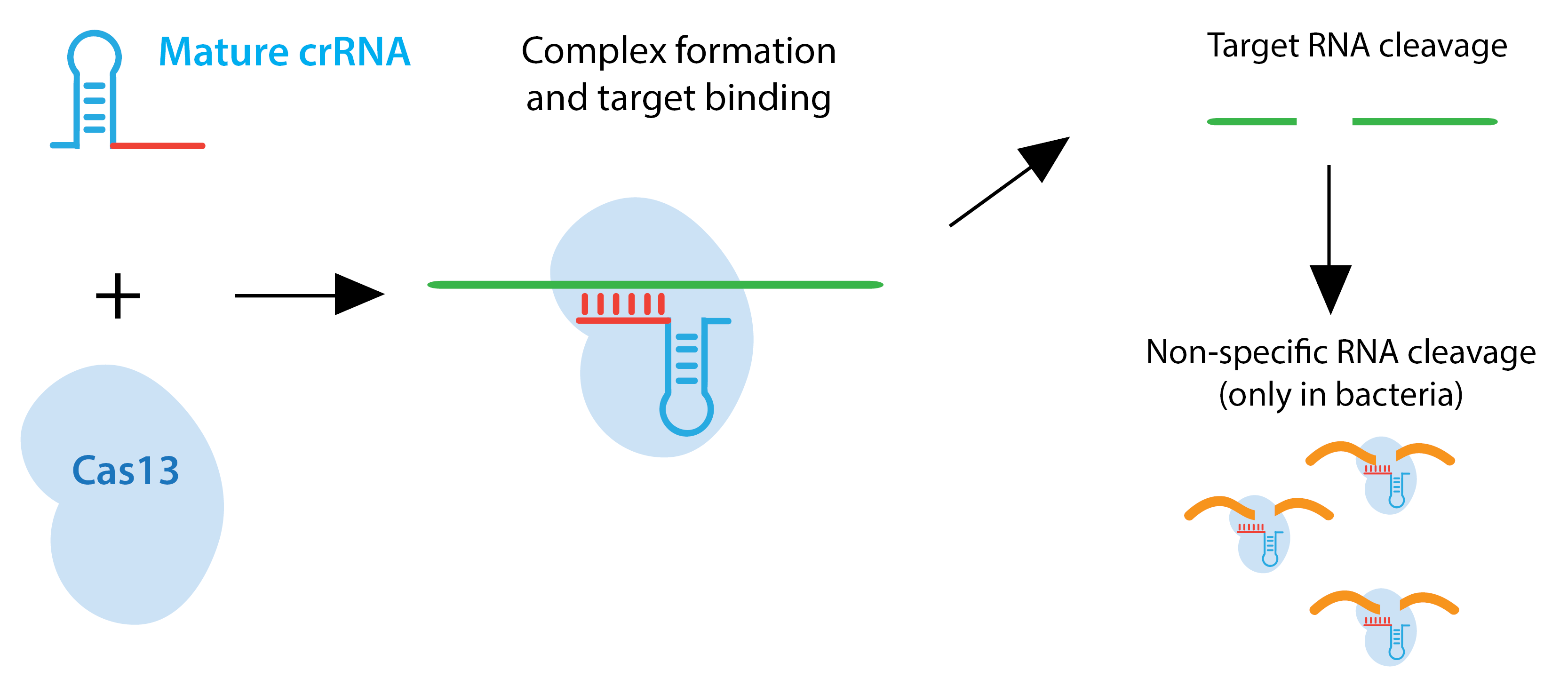 Addgene: CRISPR Plasmids - RNA Targeting