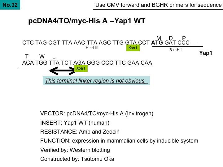 Addgene: pcDNA4/TO/myc-His-A-YAP1