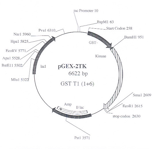 Addgene: pGEX-2TK cyclin T1 (1-551) (P#422)