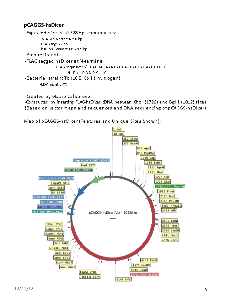 Addgene: pCAGGS-Flag-hsDicer
