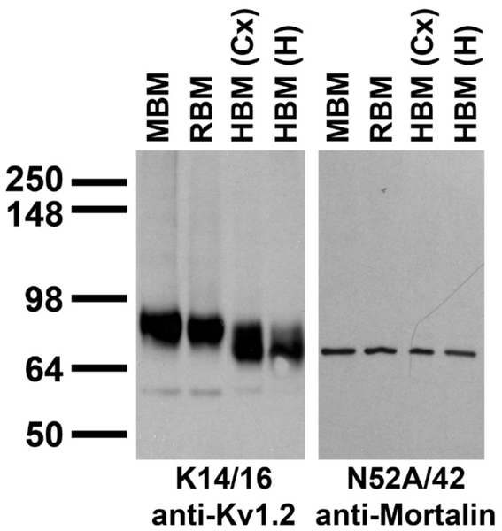 Addgene: Antibody - Anti-Kv1.2 K+ channel [K14/16R]