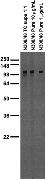 Addgene: Antibody - Anti-GluN1 [N308/48R]