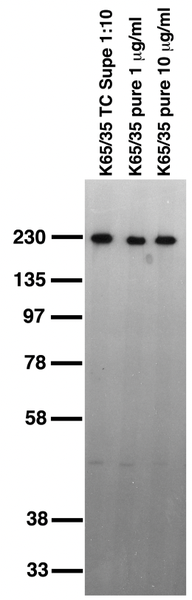 Addgene: Antibody - Anti-CASPR/Neurexin IV [K65/35R]