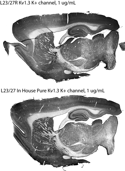 Addgene: Antibody - Anti-Kv1.3 K+ channel [L23/27R]