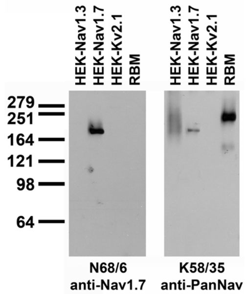 Addgene: Antibody - Anti-Nav1.7 Na+ channel [N68/6R]