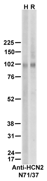 Addgene: Antibody - Anti-HCN2 [N71/37R]