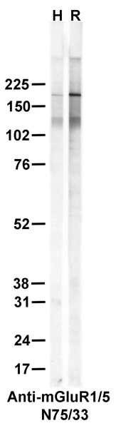 Addgene: Antibody - Anti-mGluR1/5 (Group I) glutamate receptor [N75/33R]