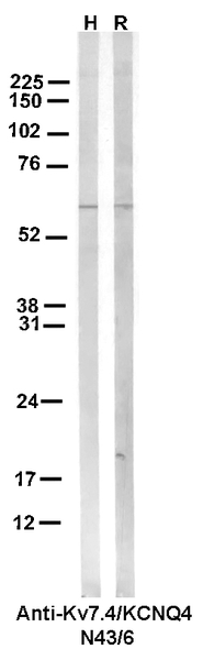 Addgene: Antibody - Anti-Kv7.4/KCNQ4 K+ channel [N43/6R]