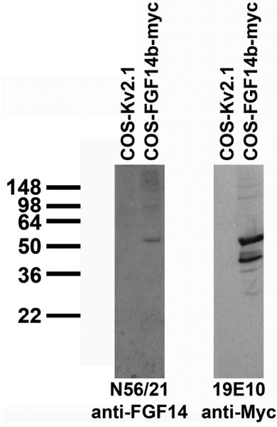 Addgene: Antibody - Anti-FGF14/FHF4 [N56/21R]