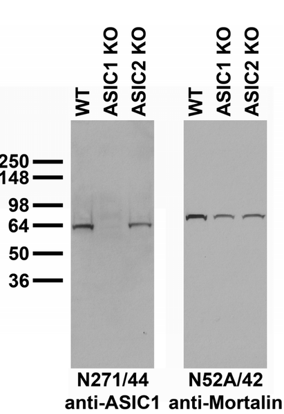 Addgene: Antibody - Anti-ASIC1 [N271/44R]