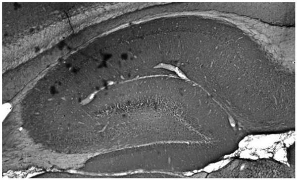Addgene: Antibody - Anti-GIT1 [N39B/8R]