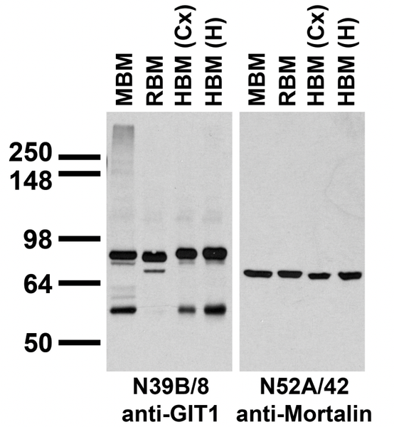 Addgene: Antibody - Anti-GIT1 [N39B/8R]