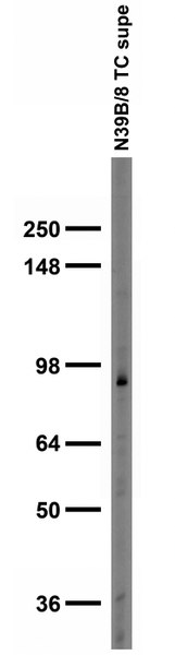Addgene: Antibody - Anti-GIT1 [N39B/8R]