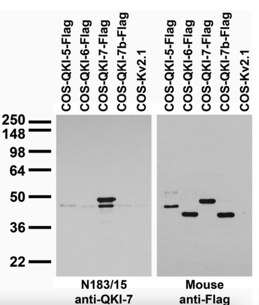 Addgene: Antibody - Anti-QKI-7 [N183/15R]
