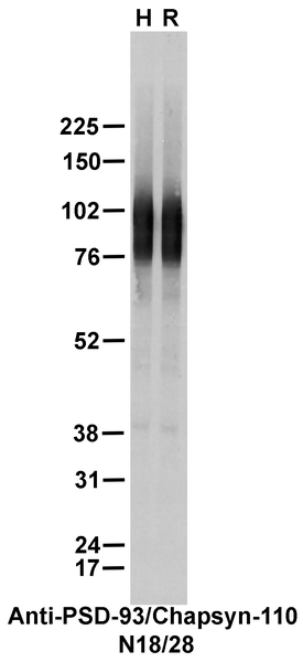 Addgene: Antibody - Anti-PSD-93/Chapsyn-110 [N18/28R]