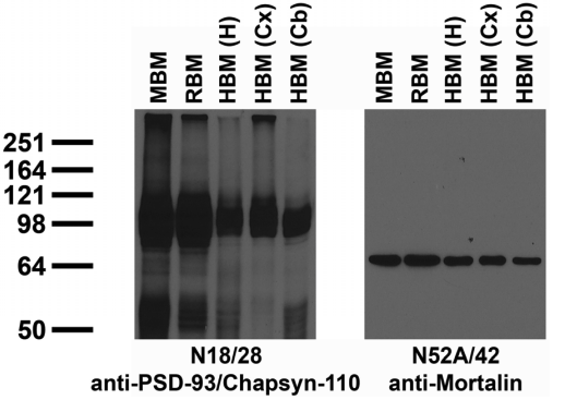 Addgene: Antibody - Anti-PSD-93/Chapsyn-110 [N18/28R]