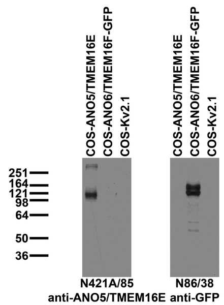 Addgene: Antibody - Anti-ANO5/TMEM16E [N421A/85R]