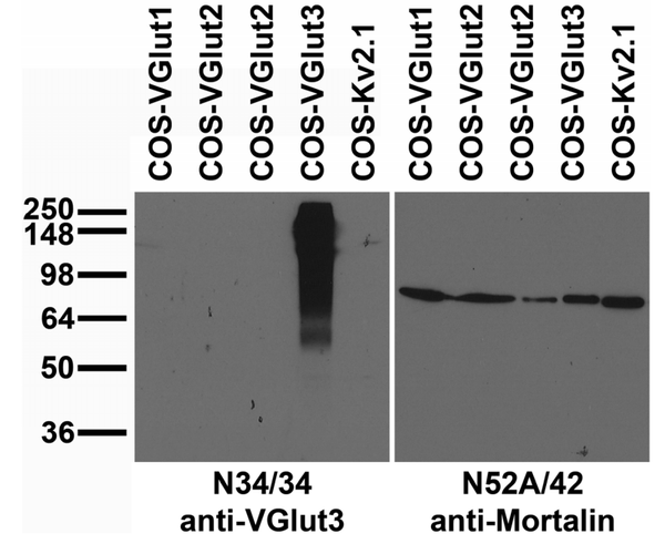 Addgene: Antibody - Anti-VGlut3 [N34/34.2R]