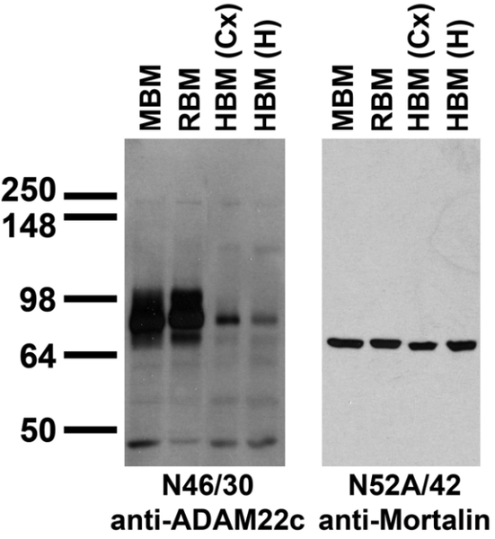 Addgene: Antibody - Anti-ADAM22 (cytoplasmic) [N46/30R]