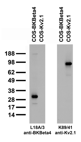 Addgene: Antibody - Anti-BK beta4 K+ channel [L18A/3R]