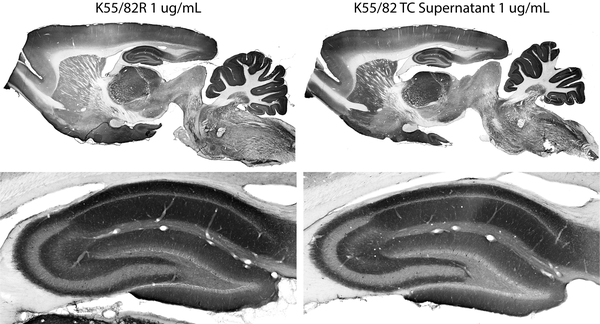 Addgene: Antibody - Anti-Pan-KChIP K+ channel [K55/82R]
