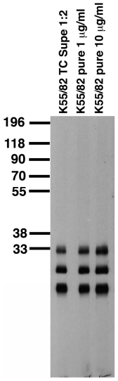 Addgene: Antibody - Anti-Pan-KChIP K+ channel [K55/82R]
