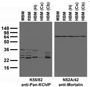 Addgene: Antibody - Anti-Pan-KChIP K+ channel [K55/82R]