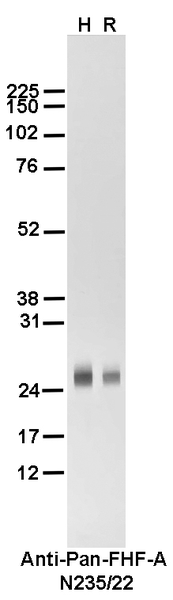 Addgene: Antibody - Anti-Pan-FHF-A [N235/22R]