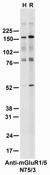 Addgene: Antibody - Anti-mGluR1/5 [N75/3R]