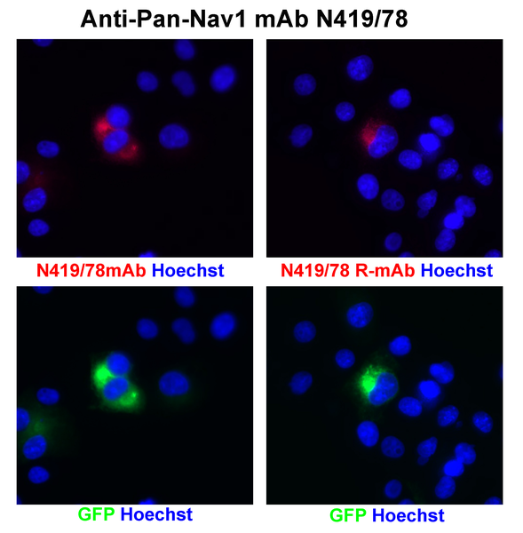 Addgene: Antibody - Anti-Pan-Nav1 Na+ channel [N419/78R]