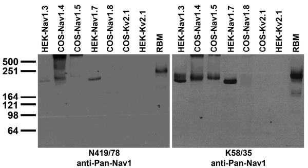 Addgene: Antibody - Anti-Pan-Nav1 Na+ channel [N419/78R]