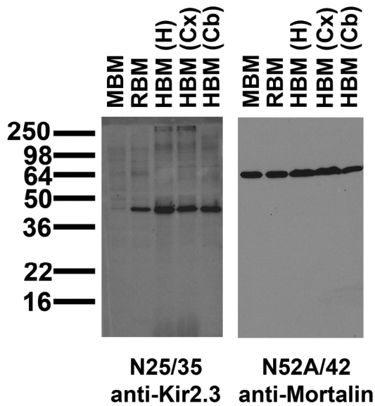 Addgene: Antibody - Anti-Kir2.3 K+ channel [N25/35R]