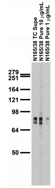 Addgene: Antibody - Anti-LAR/PTPRF [N165/38R]