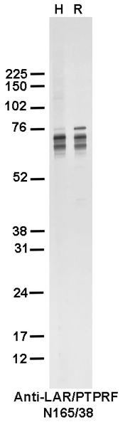 Addgene: Antibody - Anti-LAR/PTPRF [N165/38R]