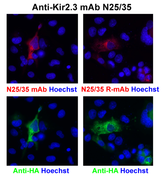 Addgene: Antibody - Anti-Kir2.3 K+ channel [N25/35R]