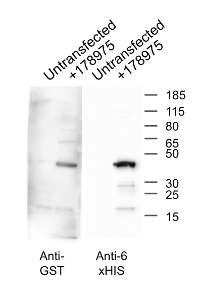 Addgene: Antibody - Anti-GST [N100/13R ]