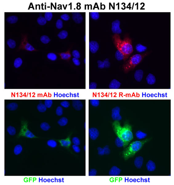 Addgene: Antibody - Anti-Nav1.8 Na+ channel [N134/12R]