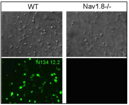 Addgene: Antibody - Anti-Nav1.8 Na+ channel [N134/12R]