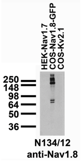 Addgene: Antibody - Anti-Nav1.8 Na+ channel [N134/12R]