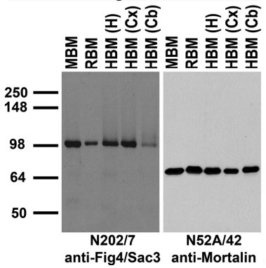 Addgene: Antibody - Anti-Fig4/Sac3 [N202/7R]