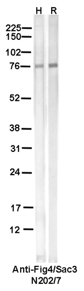 Addgene: Antibody - Anti-Fig4/Sac3 [N202/7R]