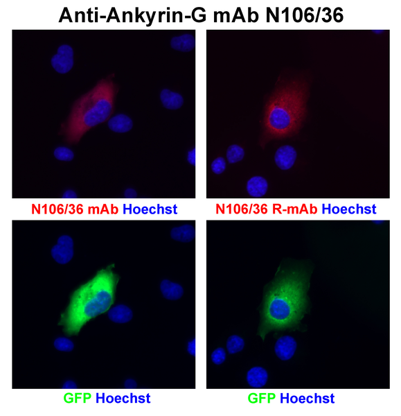 Addgene: Antibody - Anti-Ankyrin-G [N106/36]