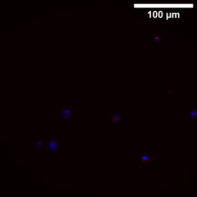 Addgene: Antibody - Anti-GFAP [N206A/8R]