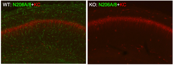 Addgene: Antibody - Anti-GFAP [N206A/8R]