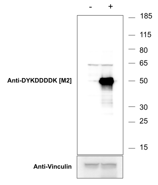 Addgene: Antibody - Anti-DYKDDDDK [M2]