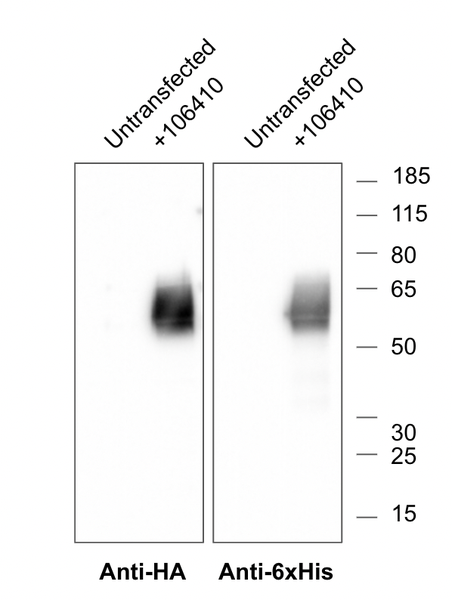 Addgene: Antibody - Anti-HA [12CA5]