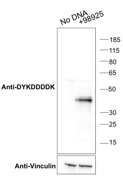 Addgene: Antibody - Anti-DYKDDDDK [M2] - Chimeric