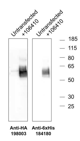 Addgene: Antibody - Anti-HA [12CA5] - Chimeric