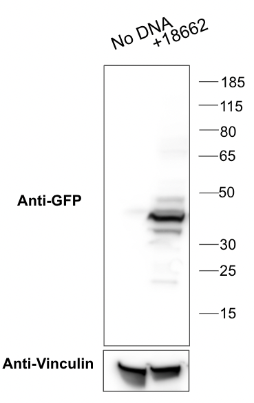Addgene: Antibody - Anti-GFP [N86/8R] - Chimeric