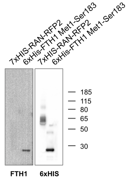 Addgene: Antibody - Anti-FTH1 [GP5]
